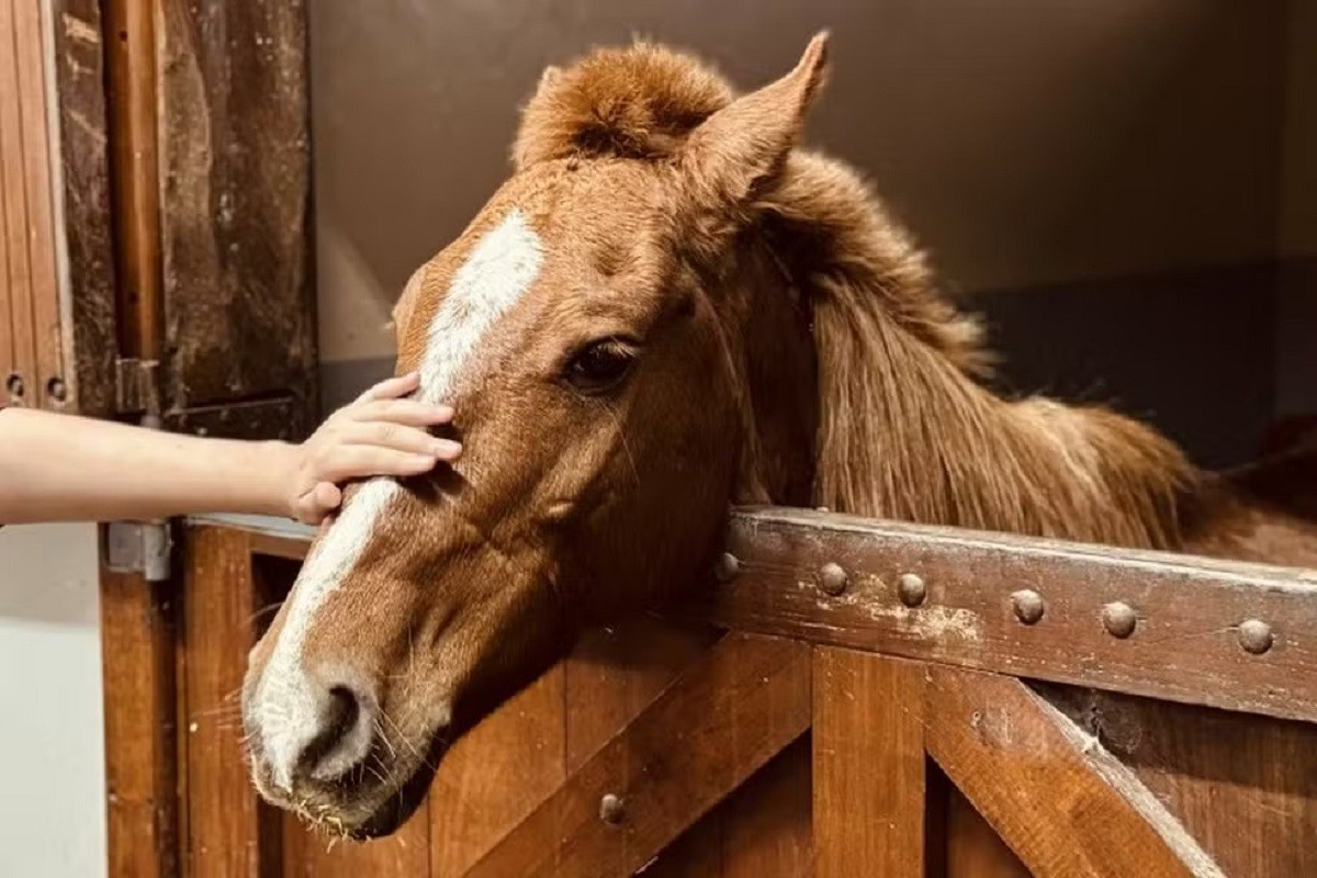 Bombeiros de SP recebem prêmio pelo resgate do cavalo Caramelo - Jornal ...